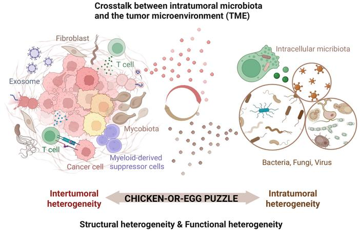 How tumor microbes shape cancer: New insights into microbial diversity ...