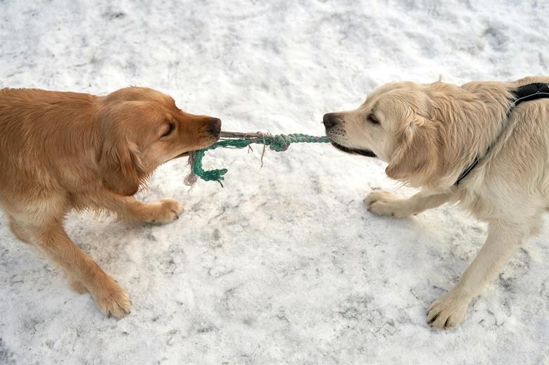A tug-of-war explains a decades-old question about how bacteria swim ...