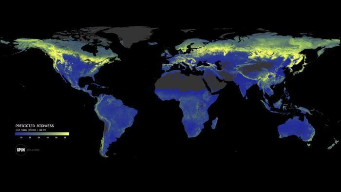 Underground Atlas: First global map of fungal biodiversity reveals 90% ...