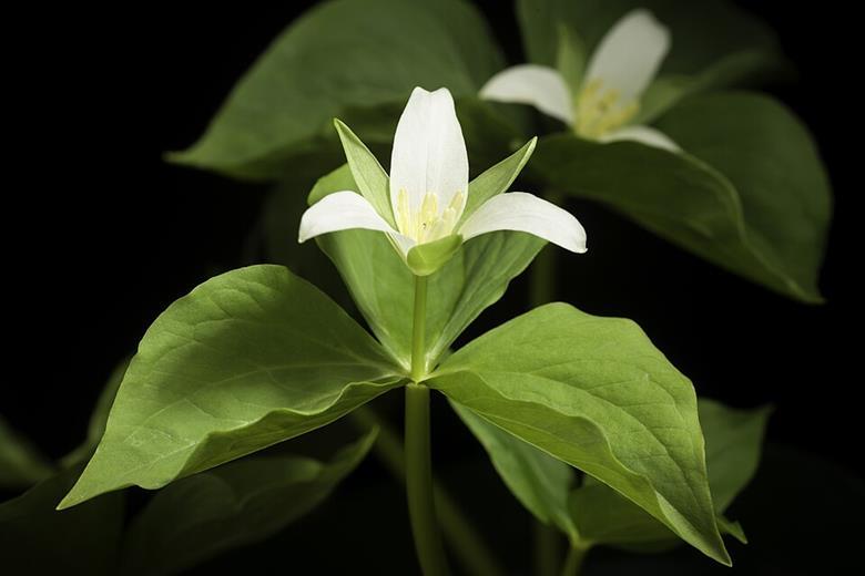 Engineering yeast to make rare anticancer saponins: reconstructing the ...