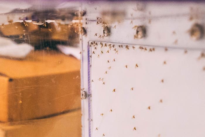$3.7 million awarded for research into sand flies, vectors of parasitic ...