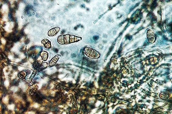 How fungus powers plant life in extreme environments | News | The ...
