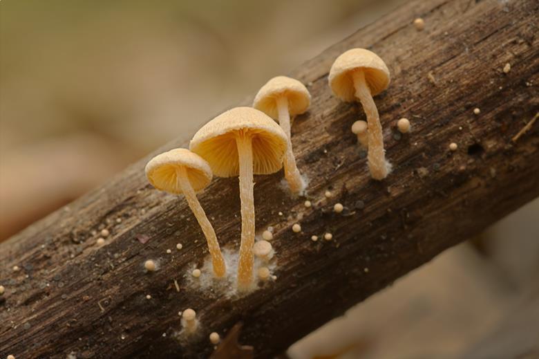 Under the microscope: forest fungi | Features | The Microbiologist