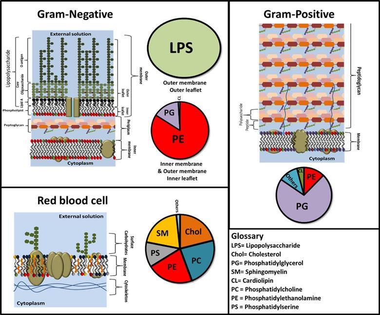 Revealing cell membrane architecture with neutron scattering at the ...