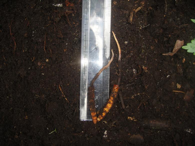 New species of insect-parasitising fungus discovered in lower Himalayas ...