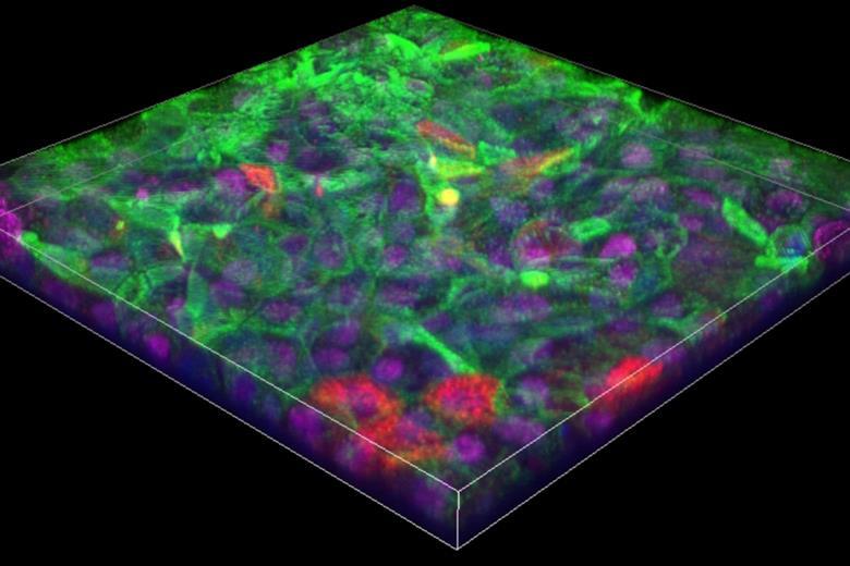 A realistic ‘micro-gut’ model reflects the relationship between gut ...
