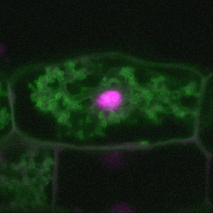 Scientists illuminate ancient plant-fungus partnership at molecular ...