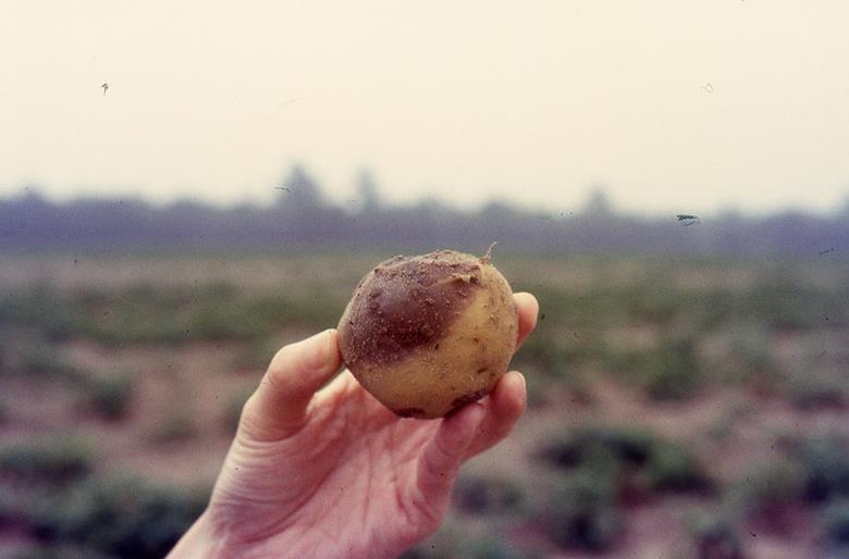 Researchers map spread of potato blight prior to the Irish potato ...